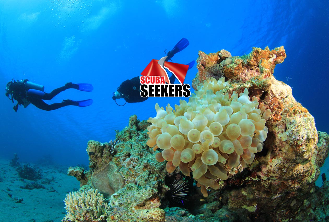 Diving in Dahab- Scuba Seekers